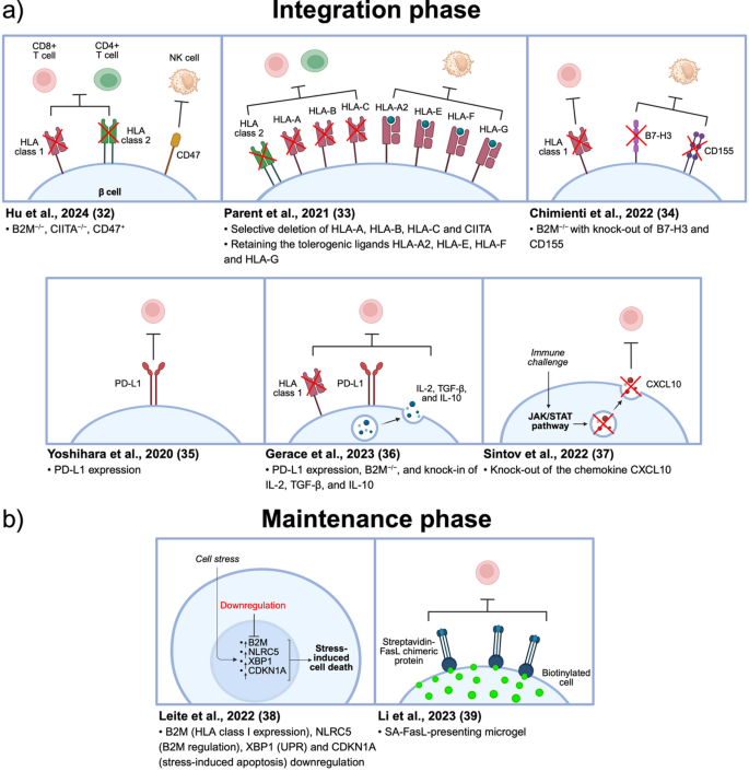 Engineering hypoimmune stem cell-derived beta cells | Stem Cell ...