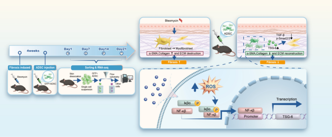 Temporal dynamics of ADSC therapy in skin fibrosis: unraveling the ...