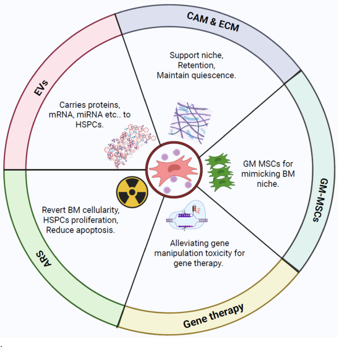 Exploring MSC and HSPC interactions: new frontiers in hematopoiesis and ...
