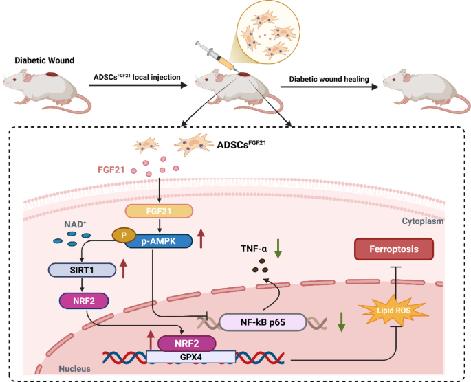 FGF21-engineered ADSCs promote diabetic wound healing by mitigating ...