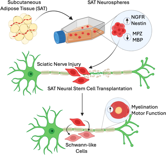 Fat-derived neural stem cells promote nerve regeneration following ...