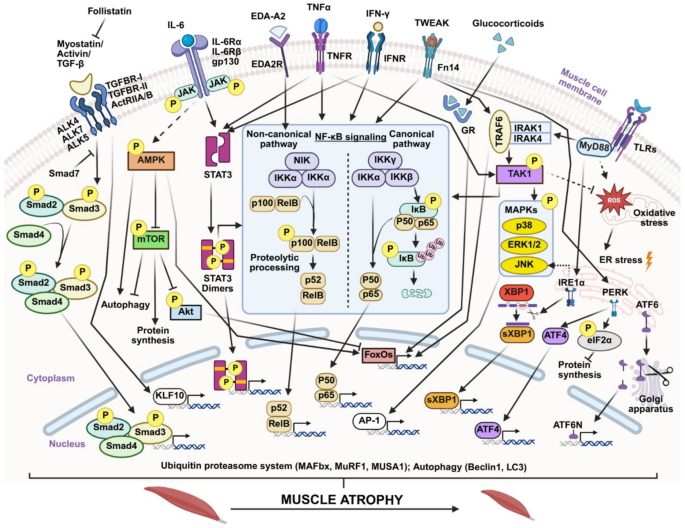 Signaling networks governing skeletal muscle growth, atrophy, and ...