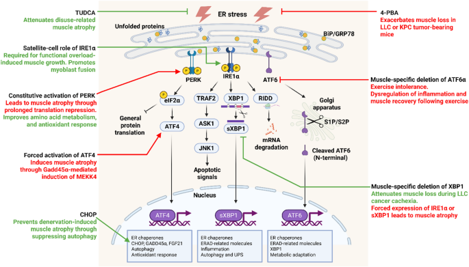 Signaling networks governing skeletal muscle growth, atrophy, and ...