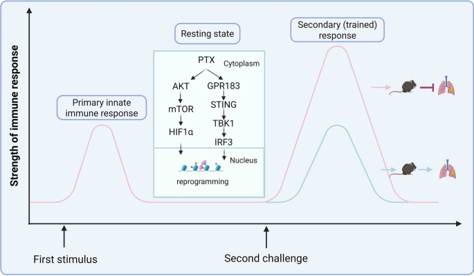 Paclitaxel induces trained immunity via the GPR183–STING axis to ...