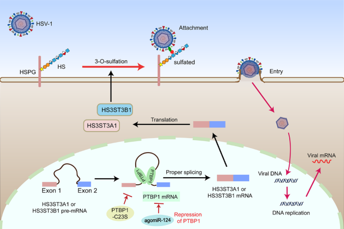 RNA-binding protein PTBP1 mediates HSV-1 attachment and infection ...