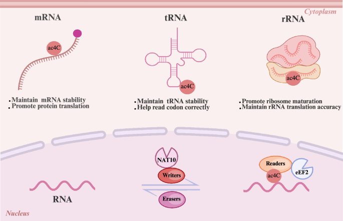 The function of NAT10-driven N4-acetylcytidine modification in cancer ...