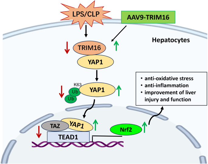 TRIM16 mediates YAP1 K63-linked ubiquitination to alleviate sepsis ...