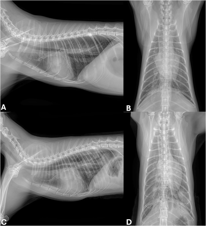Congestive heart failure after enterotomy in a cat with asymptomatic ...