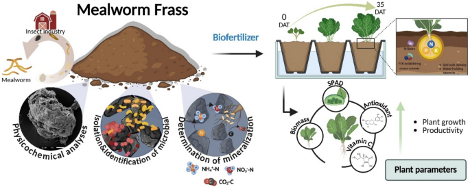 Mealworm frass-based biofertilizer improves soil nutrient profile and ...