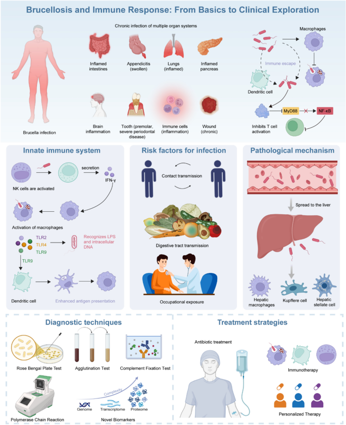 Progress in brucellosis immune regulation inflammatory mechanisms and ...