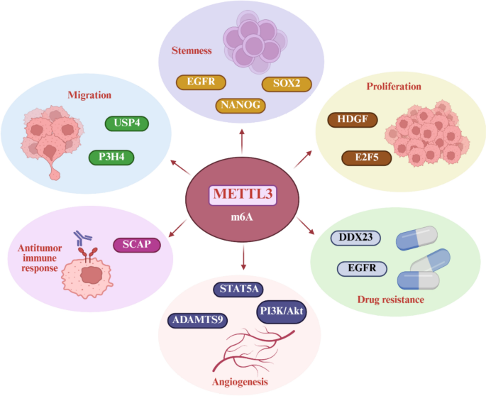 The role and mechanism of METTL3 in cancer: emerging insights into m6A ...