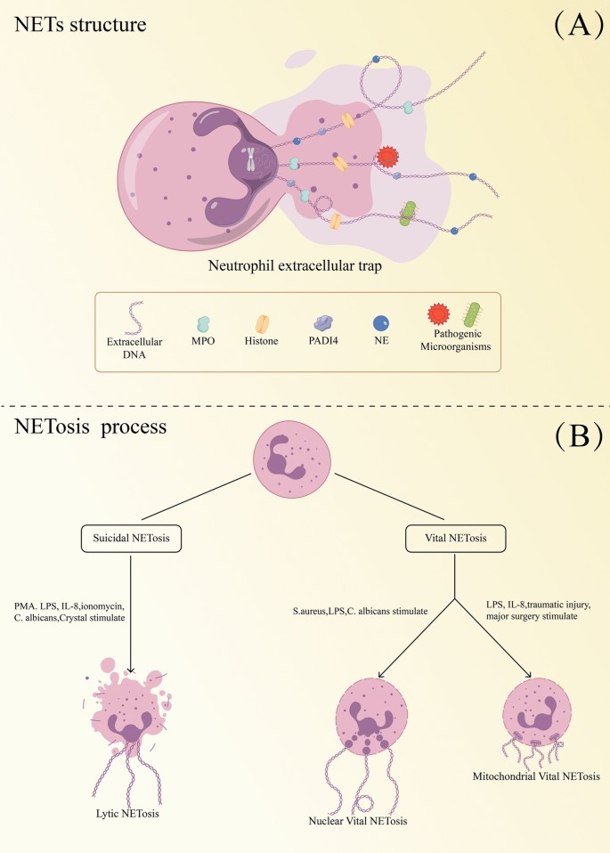 NETosis-specific cell death: a novel mechanism in the pathogenesis of ...