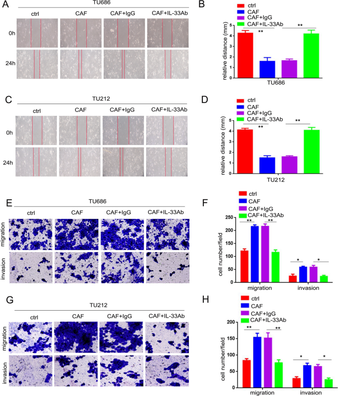CAF derived IL-33 mediated EMT to promote the metastasis of LSCC cells ...