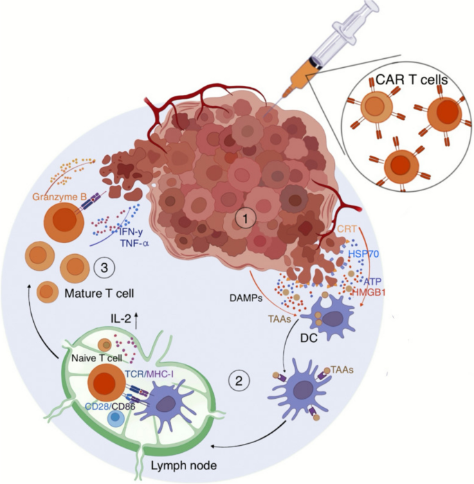 The safety and efficacy of GD2-targeted CAR-T cells in patients with ...