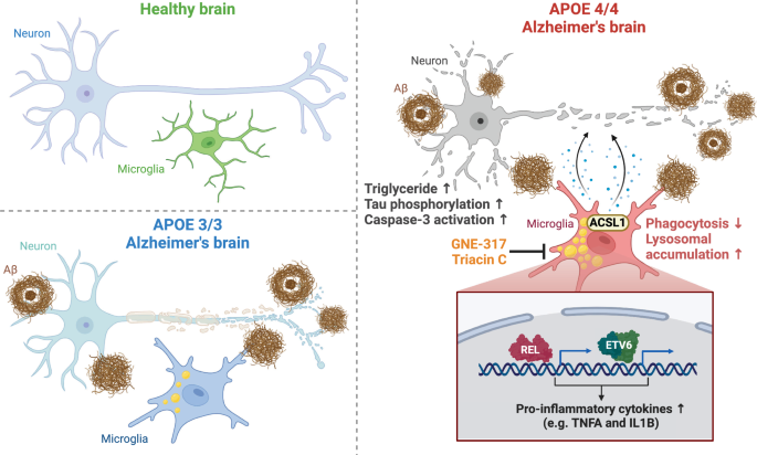 Linking APOE4/4 genotype to microglial lipid droplets and neurotoxicity ...