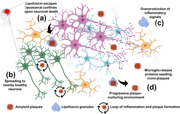 Lipofuscin accumulation in aging and neurodegeneration: a potential ...