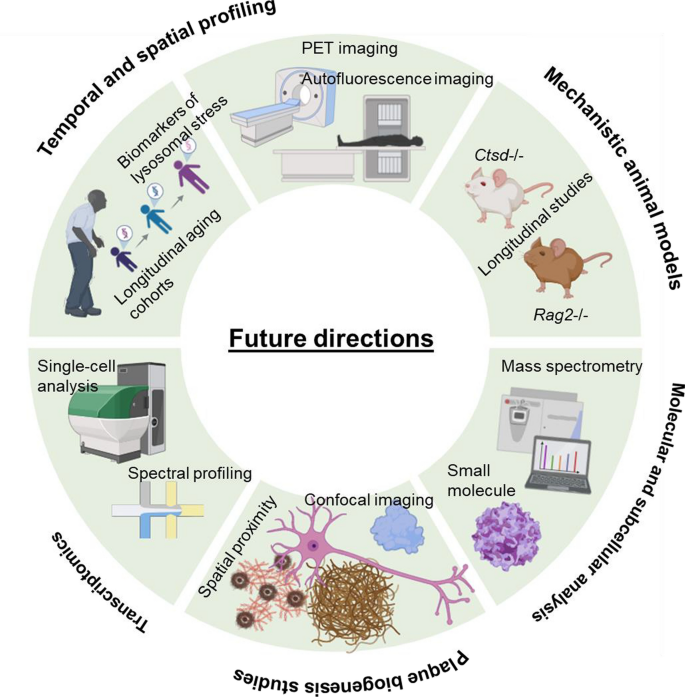 Lipofuscin accumulation in aging and neurodegeneration: a potential ...