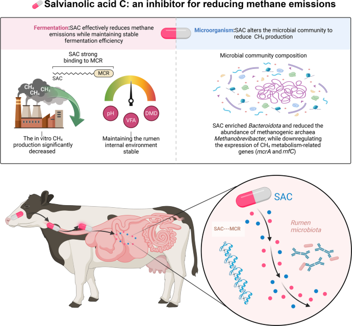 Salvianolic acid C inhibits methane emissions in dairy cows by ...