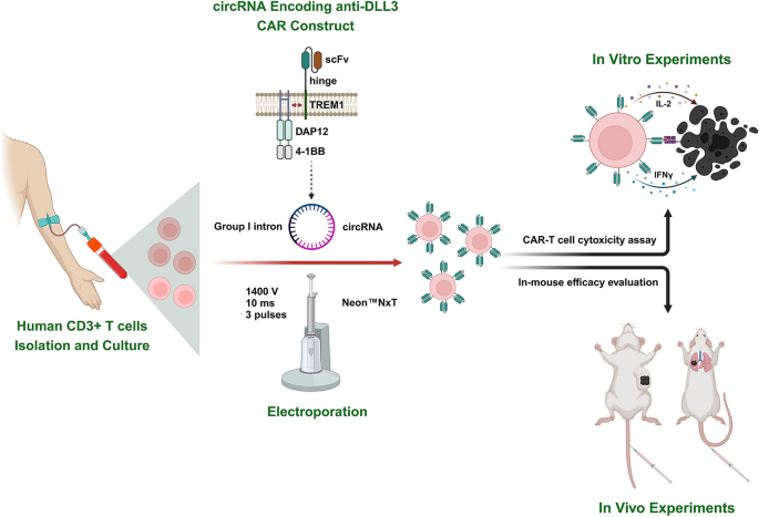 Engineered circular RNA-based DLL3-targeted CAR-T therapy for small cell lung cancer ...