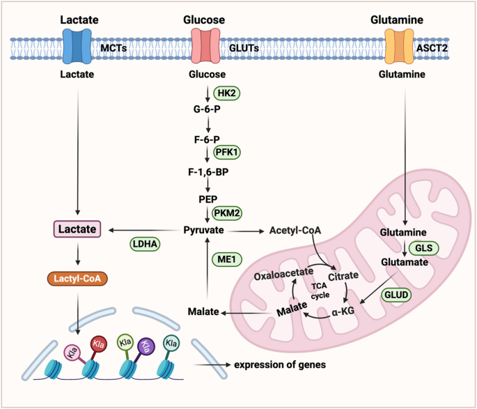 Lactate and lactylation in cancer: drivers of immune suppression and ...