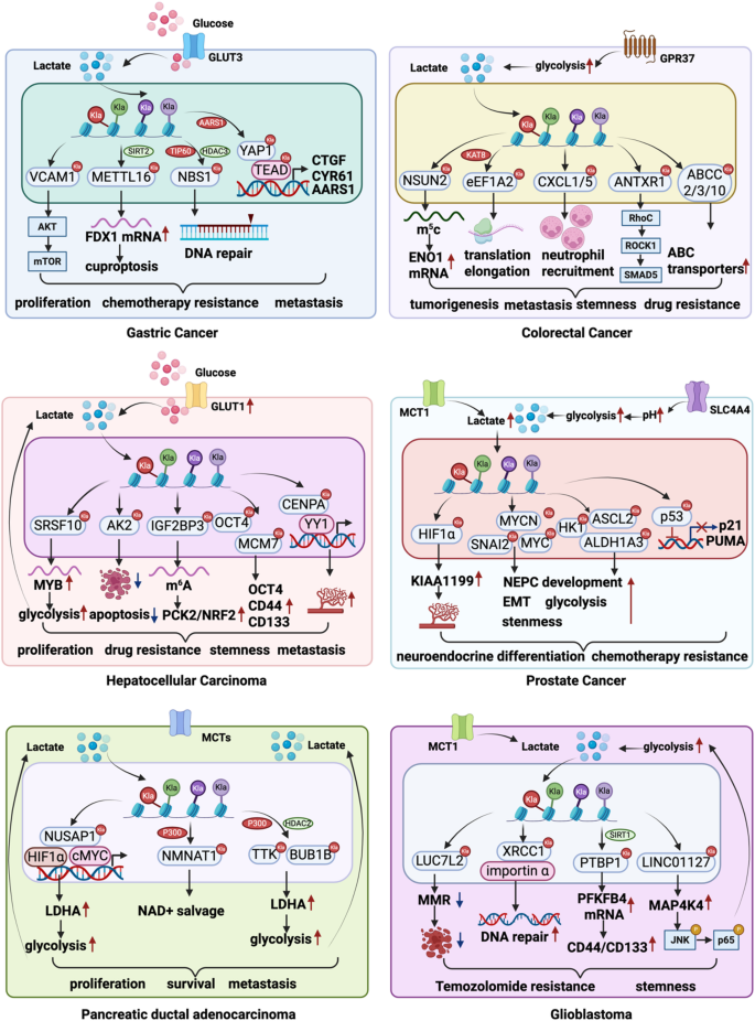 Lactate and lactylation in cancer: drivers of immune suppression and ...
