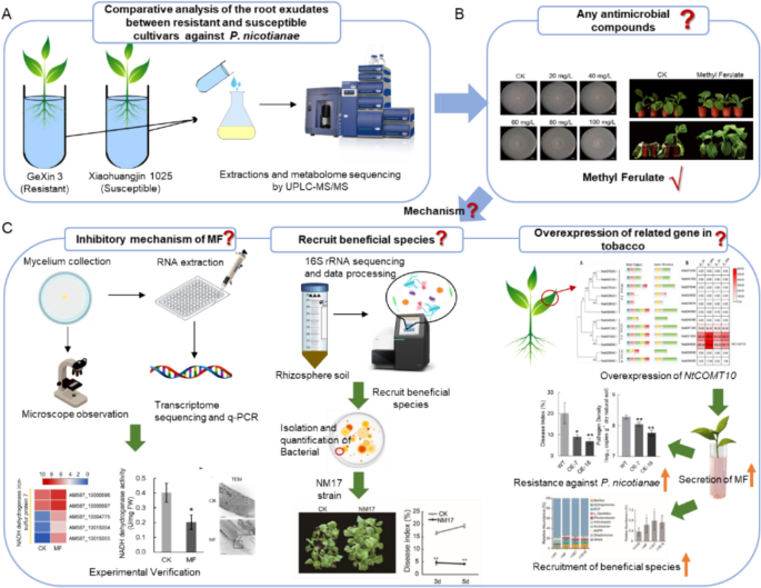 A tale for two roles: Root-secreted methyl ferulate inhibits P ...