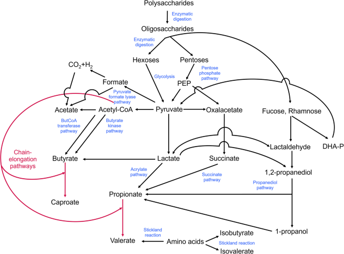 Megasphaera contributes to lactate-driven valerate production in the ...