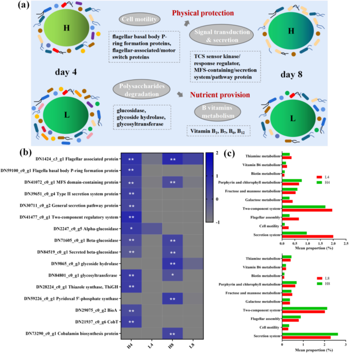 Enrichment of vitamin B12-producing Porphyrobacter in the phycosphere ...