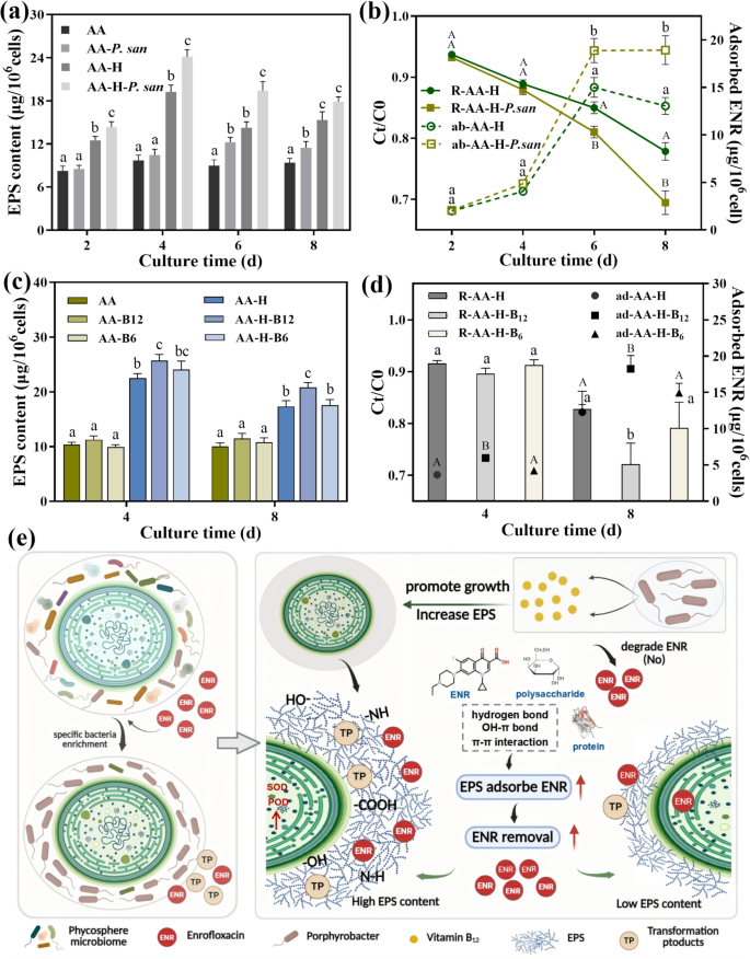 Enrichment of vitamin B12-producing Porphyrobacter in the phycosphere ...