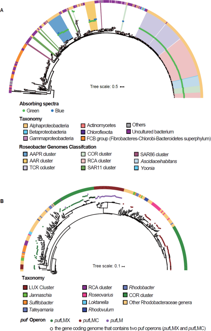 Ecogenomics and functional biogeography of the Roseobacter group in the ...