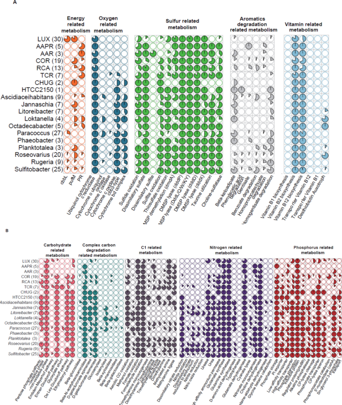 Ecogenomics and functional biogeography of the Roseobacter group in the ...