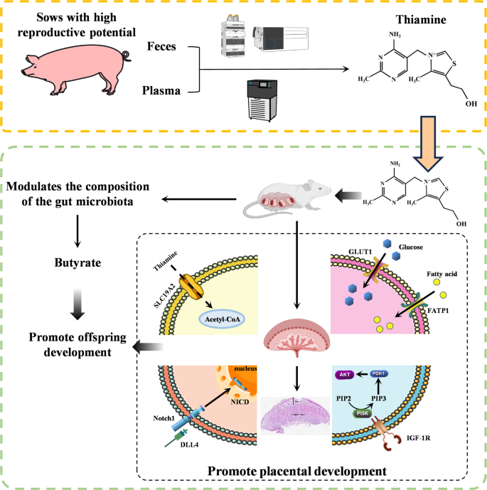 From maternal microbes to offspring development: gut microbiota-derived ...