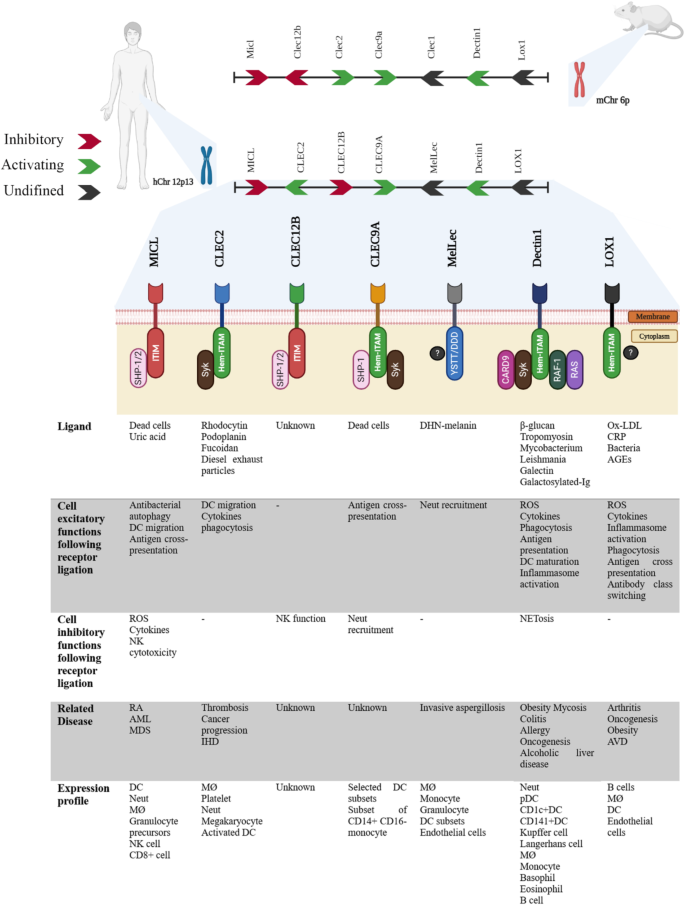 Unveiling the potential of CLL-1: a promising target for AML therapy ...