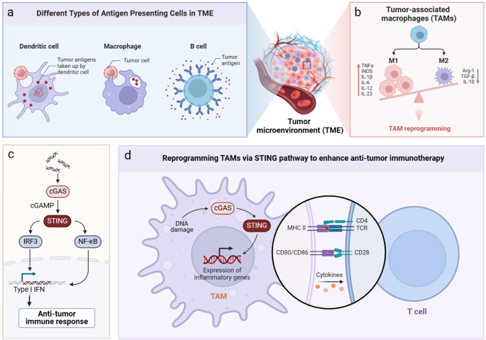 Targeting cGAS-STING pathway for reprogramming tumor-associated macrophages to enhance anti ...