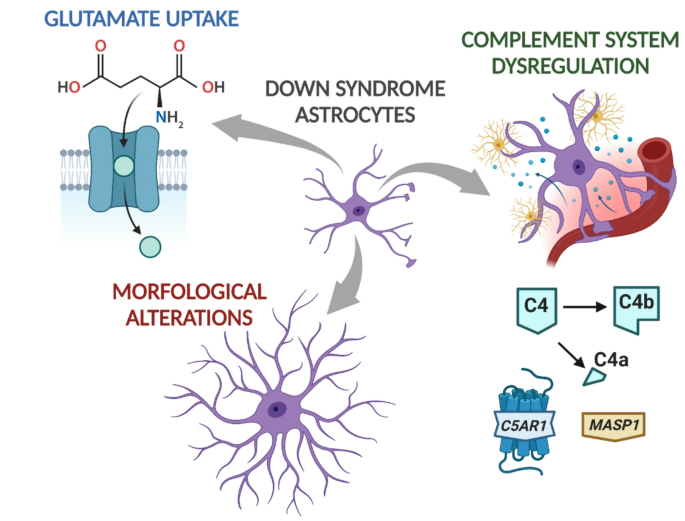 Complement pathway dysregulation and astrocyte alterations in Down ...