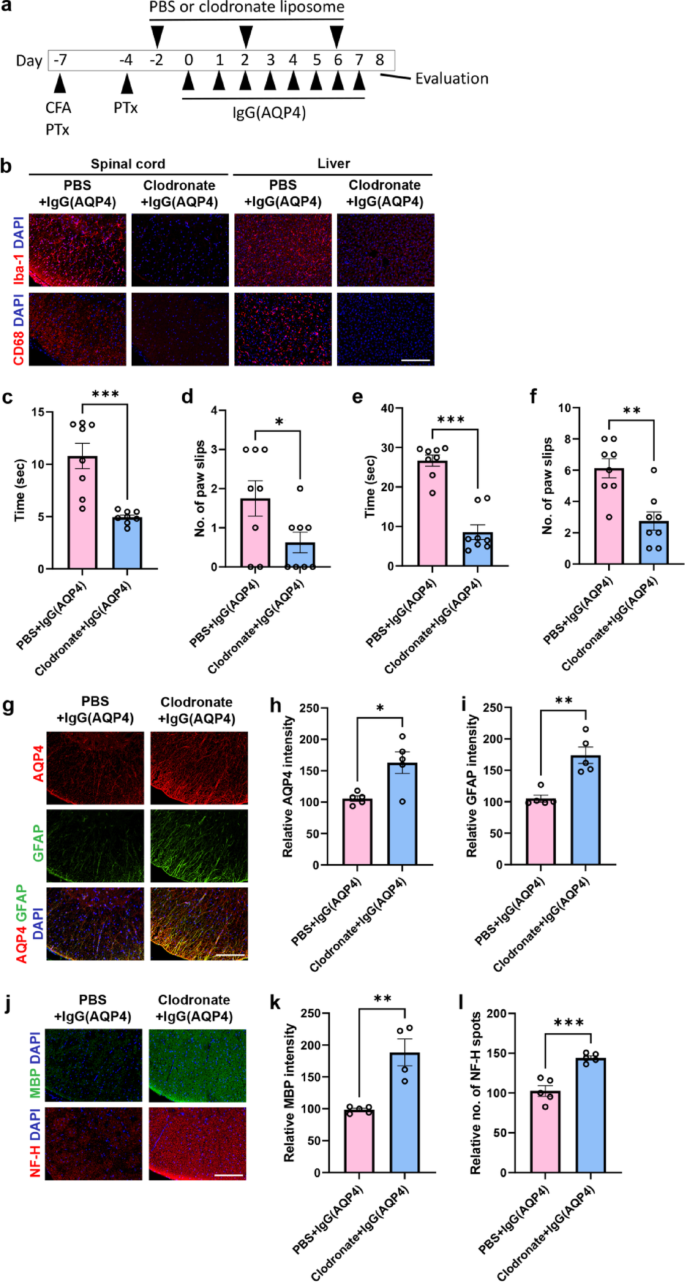 PPAR-γ activation by pioglitazone inhibits microglia-mediated ...