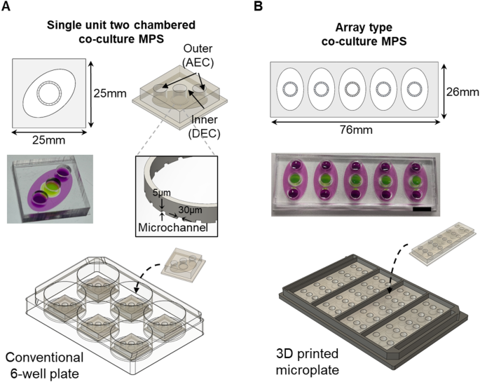 Enhanced operation of female reproductive microphysiological system ...