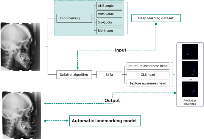 Accuracy comparative study of automatic landmarking and diagnostic ...