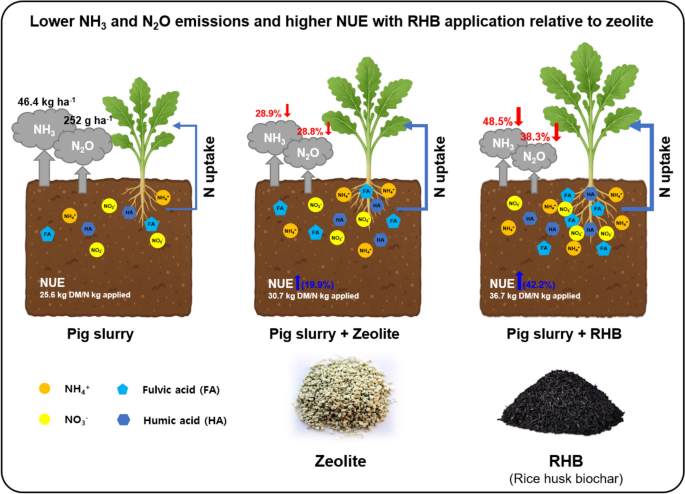 Comparative effectiveness of zeolite and rice husk biochar in ...