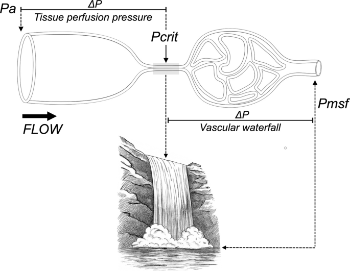 Venous congestion from a vascular waterfall perspective: reframing ...