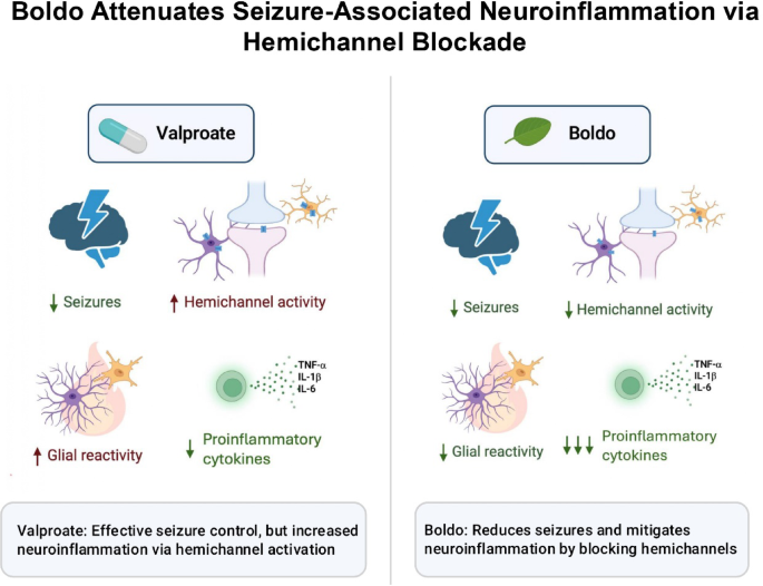 Boldo leaves reduce seizures, neuroinflammation, and hemichannel ...