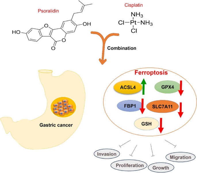 The synergistic antitumor effects of psoralidin and cisplatin in ...