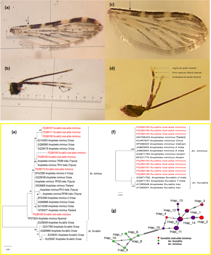 Diagnostic puzzle of Anopheles species using morphological vs ...