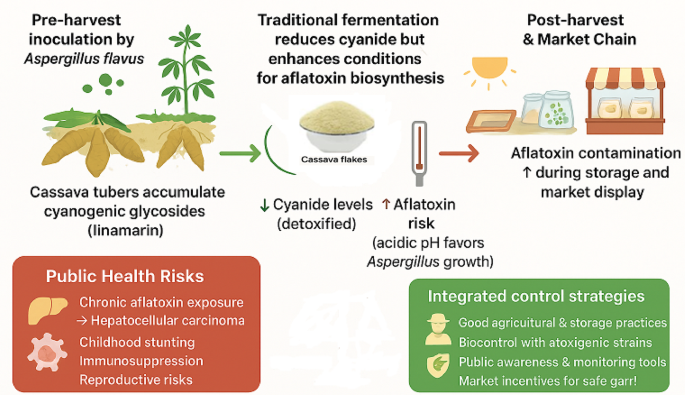 Navigating the aflatoxin and cyanide challenge in traditionally ...