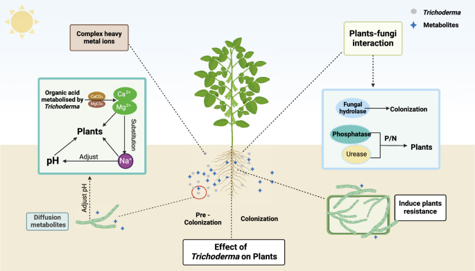 Genomic and epigenomic insights into Trichoderma–plant interactions | Phytopathology Research
