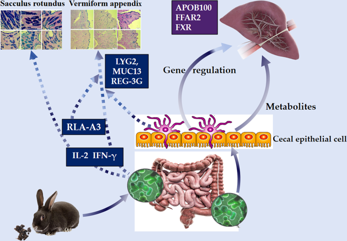 Coprophagy prevention interfered with intestinal barrier, lipid ...