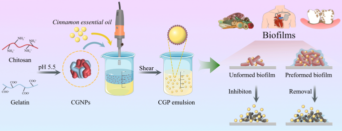 Development of cinnamon essential oil-loaded Pickering emulsions stabilized by chitosan/gelatin ...