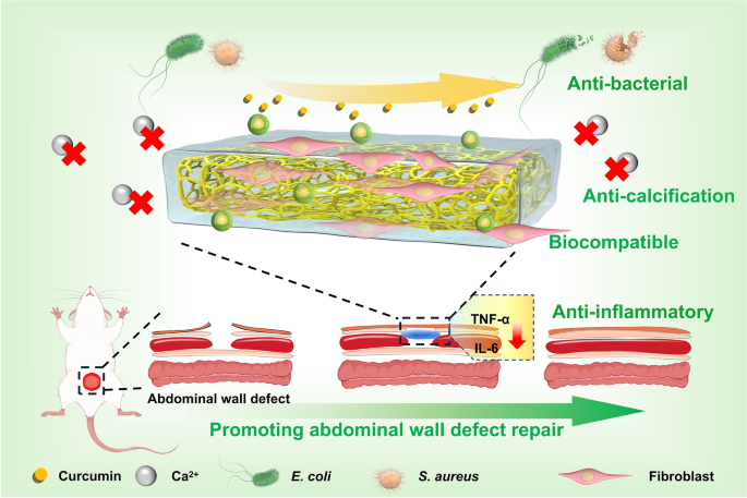 Multifunctional hydrogel–acellular dermal matrix composite patch: an ...