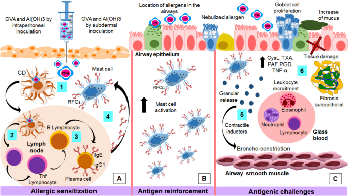 Physiological and immunological aspects of asthma: the guinea pig ...