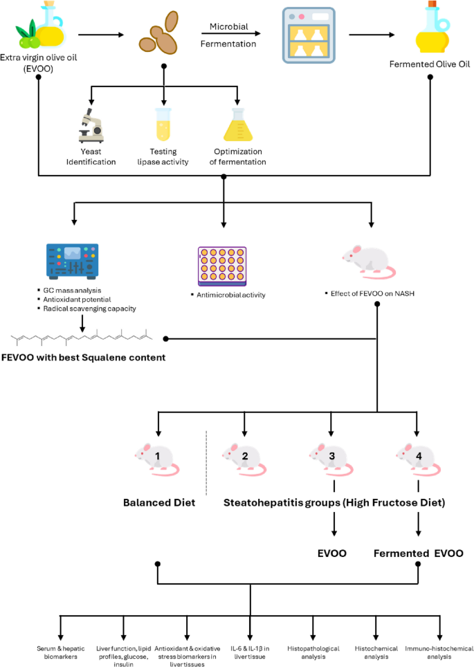 The potential protective effects of fermented extra virgin olive oil on ...